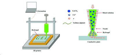 Schematic Representation Of Calcium Alginate Hydrogels With