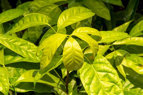 Premium Photo Mahogany Seedlings Swietenia Macrophylla In A Tree