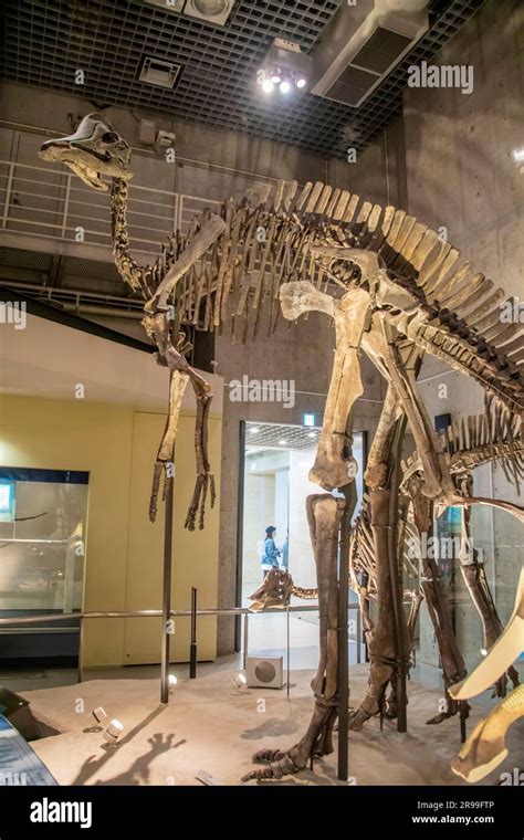 Tokyo Japan Mar 11th 2023 The Hypacrosaurus Stebingeri In Global