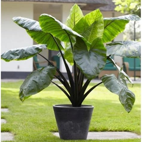 Black Stem Elephant Ear Bulbs For Planting Grow Stunning Black