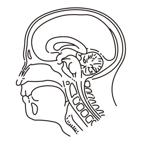 Best Ct Scan Illustrations Royalty Free Vector Graphics And Clip Art