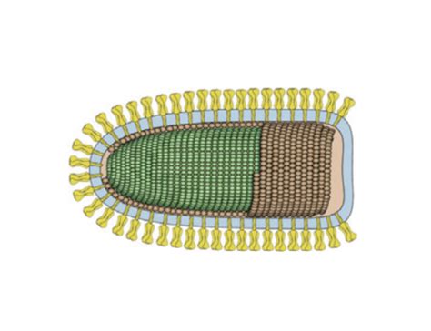 Test 1 Flashcards Quizlet