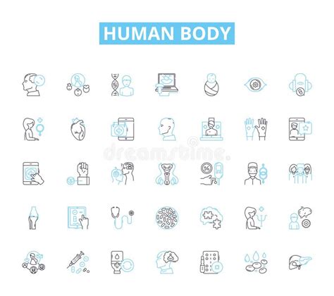 Lineaire Pictogrammen Voor Menselijk Lichaam Anatomie Fysiologische