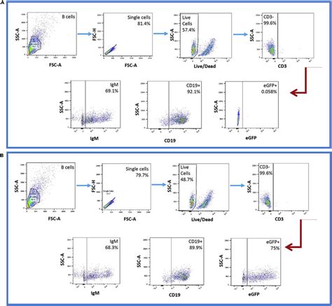 Gating Strategy For Effective Flow Cytometric Analysis Of Human Primary