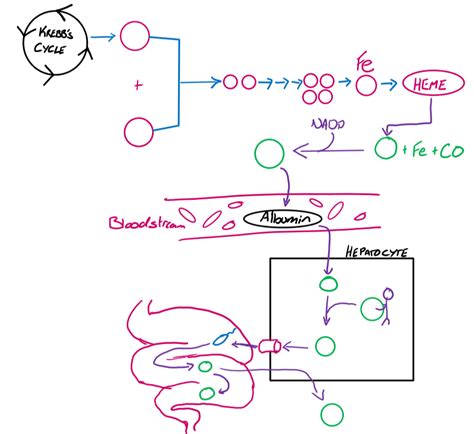 Diagram Of Heme Biosynthesis And Breakdown Quizlet