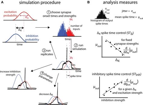 General Protocol For Simulations A Excitatory Red And Inhibitory