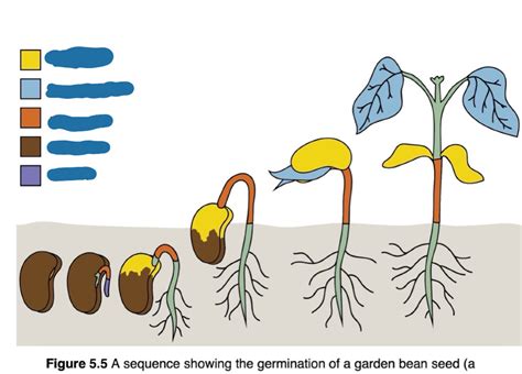 Germination Of A Garden Bean Seed Diagram Quizlet