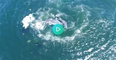Shocking Moment Ruthless Pack Of Orcas Attacks A Mother Gray Whale