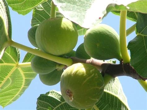 Ficu L Unico Formaggio Per Vegetariani O Forse No