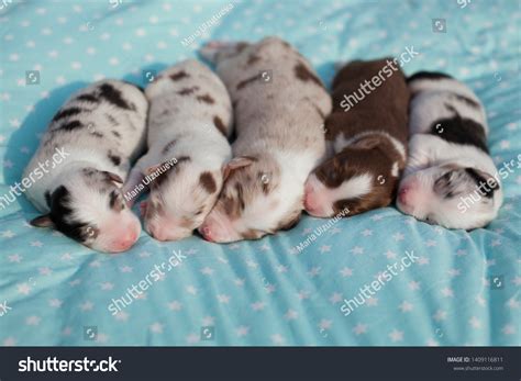 Newborn Aussie Puppies Adopt A Turtle