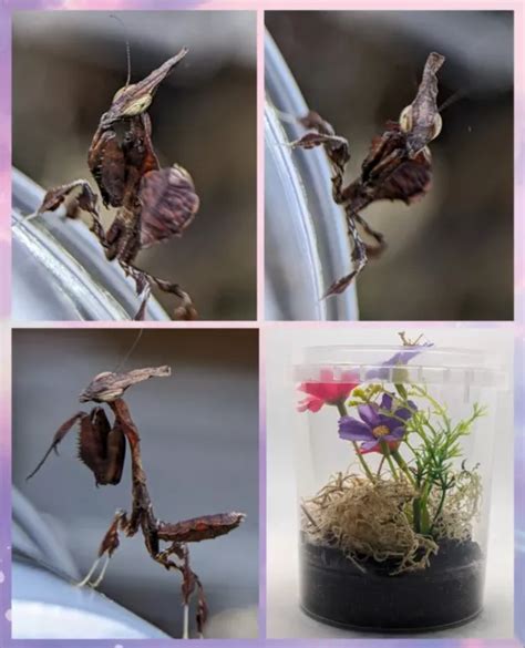 Ghost Mantis I3 Nymph Enclosure Spray Bottle And Weeks Supply Of Food