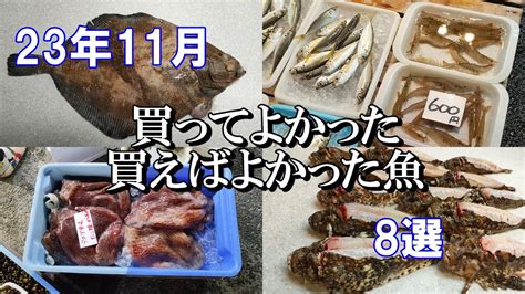 【魚市場】23年11月に買ってよかった買えばよかった魚8選 Youtube