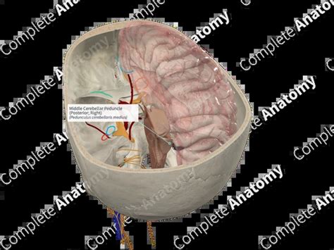 Middle Cerebellar Peduncle Posterior Right Complete Anatomy