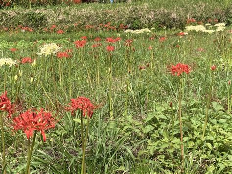 【いせはら花情報】日向の彼岸花が咲き始めました （一社）伊勢原市観光協会 公式ホームページ