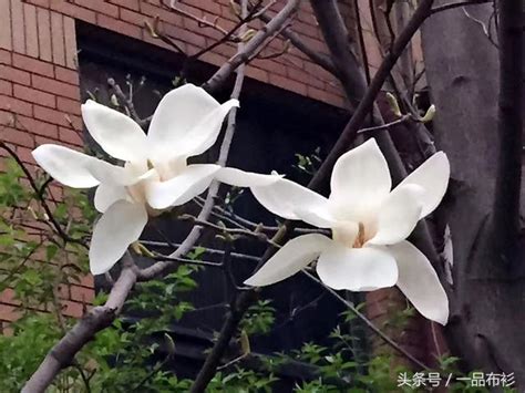 早安玉蘭報春 每日頭條
