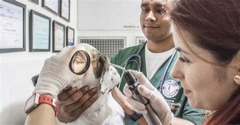 Bva Launches First Discrimination Survey Vet Times