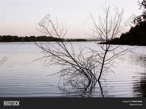 Trees Lake Roots Under Image Photo Free Trial Bigstock