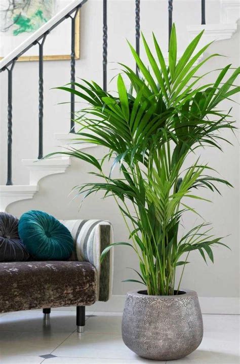 10 Plantas Que Traen Buena Suerte Y Aportan Energía Positiva A La Casa
