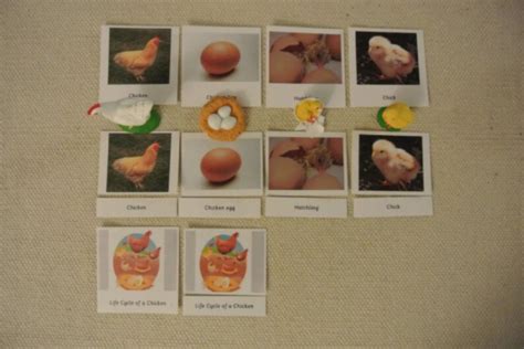 Montessori Life Cycle Of A Chicken Parts Cards Digital Etsy