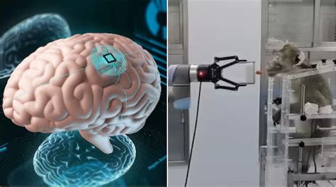 Giloshop Chinese Scientists Develop Worlds First Open Source Brain