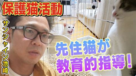 【保護猫活動】サンシャイン池崎！先住猫の雷ちゃんがのりしおに教育的指導！【預かりボランティア初日】 Magmoe