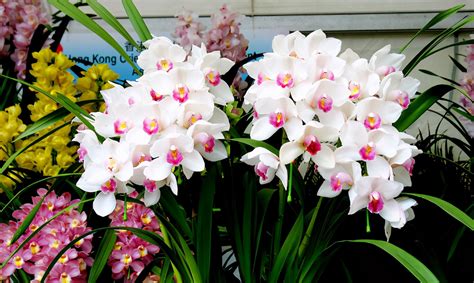 君子之花兰花种植小知识 种植知识 花果之家