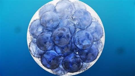 胎寶寶們受精著床的過程，簡直就是一場生命的奇蹟！ 每日頭條