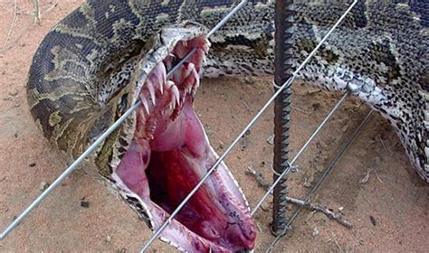 Mom Wants Python Who Bit Son Spared Offbeat Crazy World Emirates247
