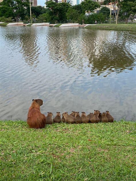 3603 Best Capybara Images On Pholder Capybara Nature Is Fucking Lit