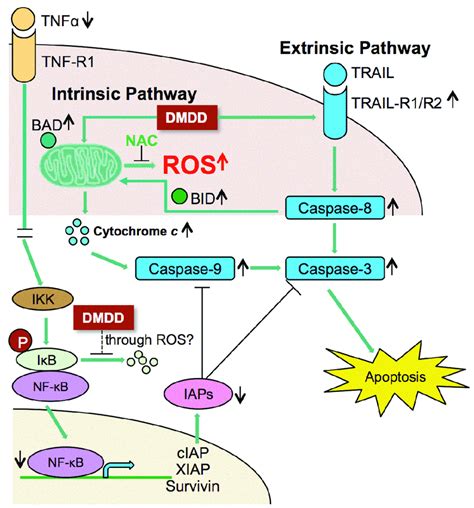 Potential Scheme Of Intrinsic And Extrinsic Apoptotic Pathway Induction