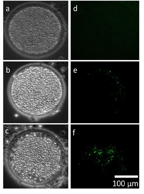 8 Dna Fragmentation Detection Bright Field Images By Tunel Assay A Download Scientific
