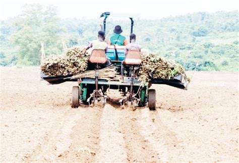 How Aatfs Technological Innovations Is Revolutionising Cassava