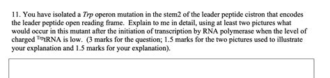 Solved 11 You Have Isolated A Trp Operon Mutation In The