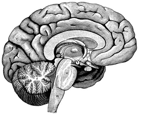 Unlabeled Brain Diagram