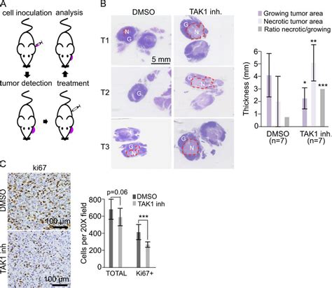 Effects Of Rock β Catenin And Tak1 Inhibition On Ctcl Cells In Vitro