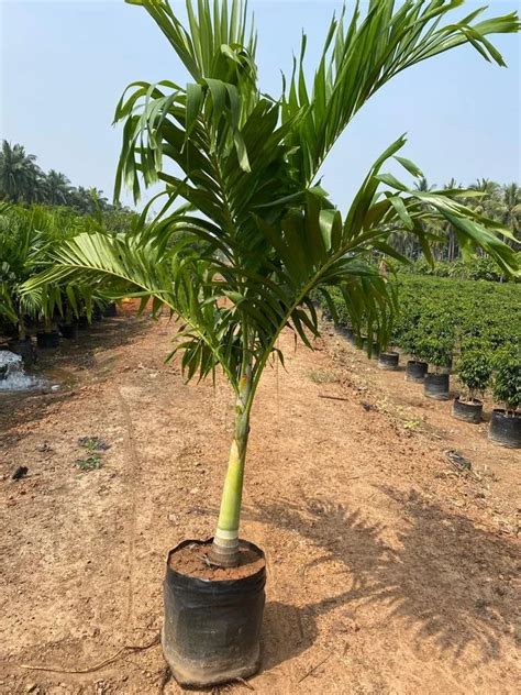 Green Veitchia Merrillii Golden Palm Tree For Garden At ₹ 800piece In