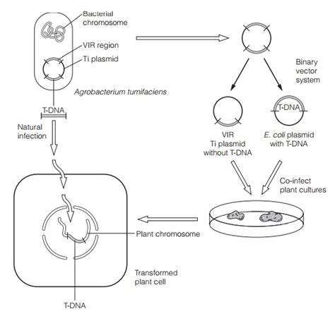Plant Genetic Engineering Diagram