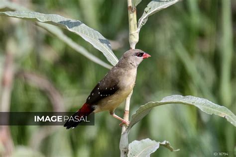 Red Avadavat Buy Images Of Nepal Stock Photography Nepal