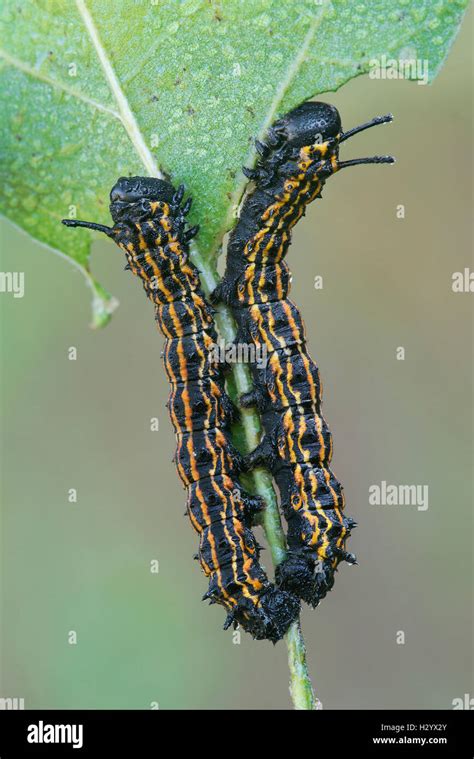 Orange Striped Oak Worms Anisota Senatoria Feeding On Oak Leaf