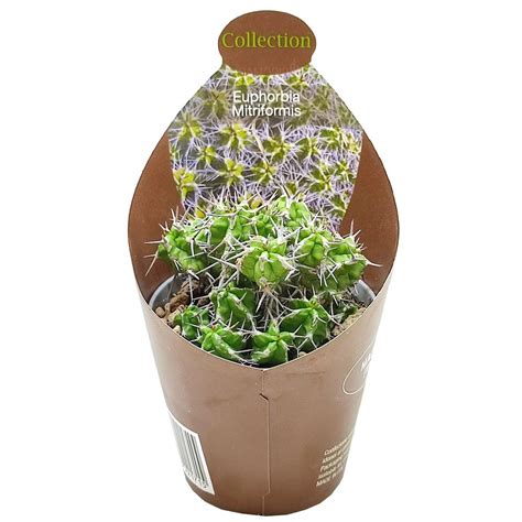 Euphorbia Mitriformis — Plant Wholesale Floraccess