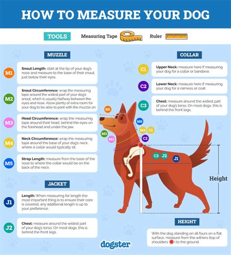 How Big Do Cockapoos Get Average Weight And Growth Chart Dogster