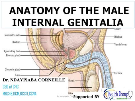 Anatomy Of The Male Internal Genitaliapptx