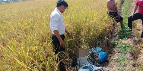 Penemuan Mayat Di Sawah Gegerkan Warga