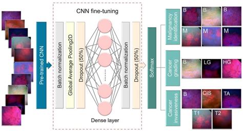 schematic diagram of the cnn fine tuning considered for identifying