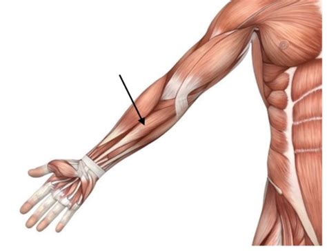 Lab 7 Extensors Flexors Id Flashcards Quizlet