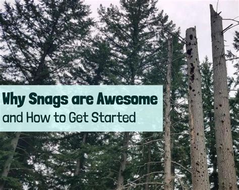 Why You Should Have Snags On Your Land Permaculture Forum At Permies