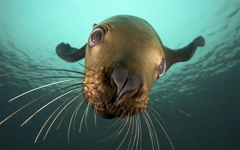 Seal Camera Wallpaper 2880x1800 25194