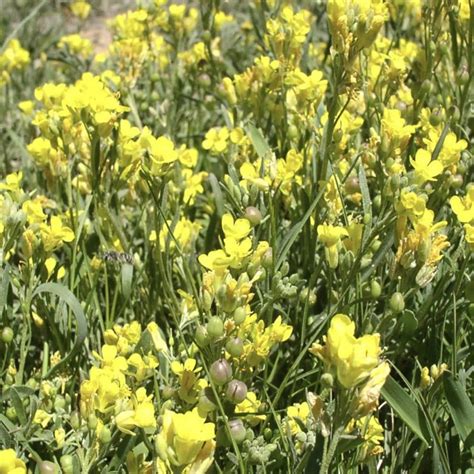 Bladderpod Plant Bamert Seed
