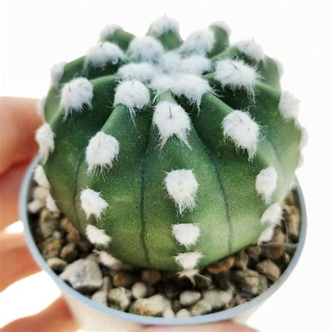 Echinopsis Subdenudata Cv Fuzzy Navel 6 5 Cm Cactaceae Giromagi