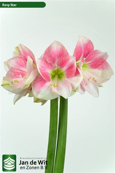 Rosy Star | Hippeastrum | Jan de Wit en Zonen B.V.